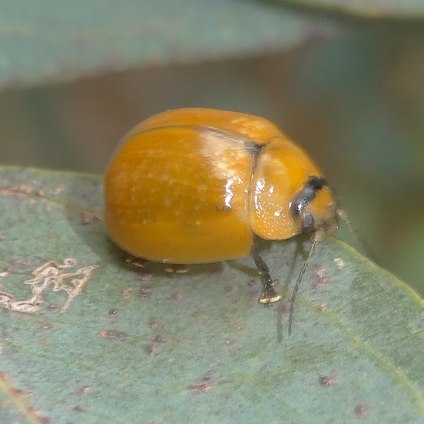 Eucalyptus leaf beetle | Project Noah