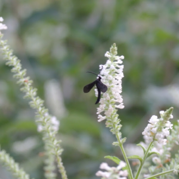 Western Grapeleaf Skeletonizer | Project Noah