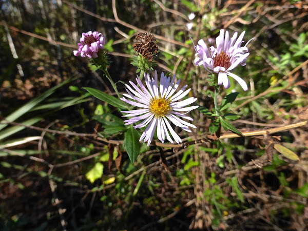 Climbing Aster | Project Noah