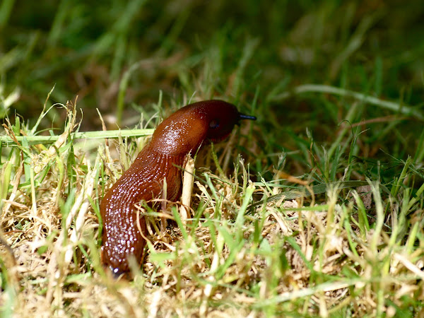 red slug | Project Noah