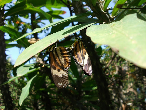 Isabella Longwing, Borboleta do Maracujá(Brazil) | Project Noah