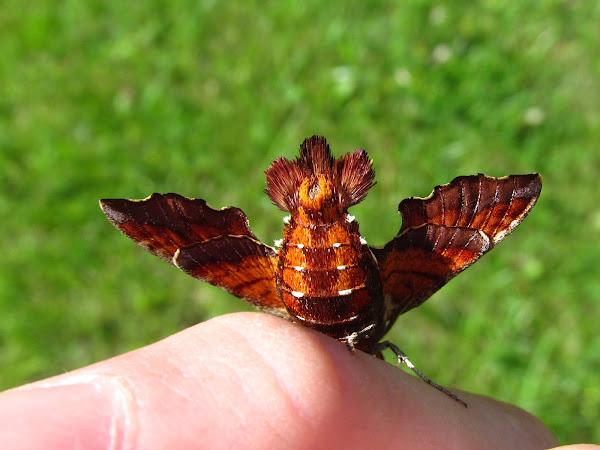 Nessus Sphinx | Project Noah