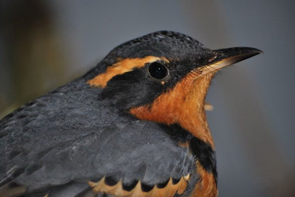 Varied Thrush | Project Noah