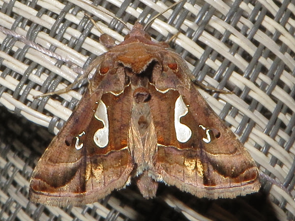 Bilobed Looper Moth | Project Noah