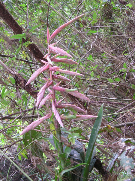 Flores | Project Noah