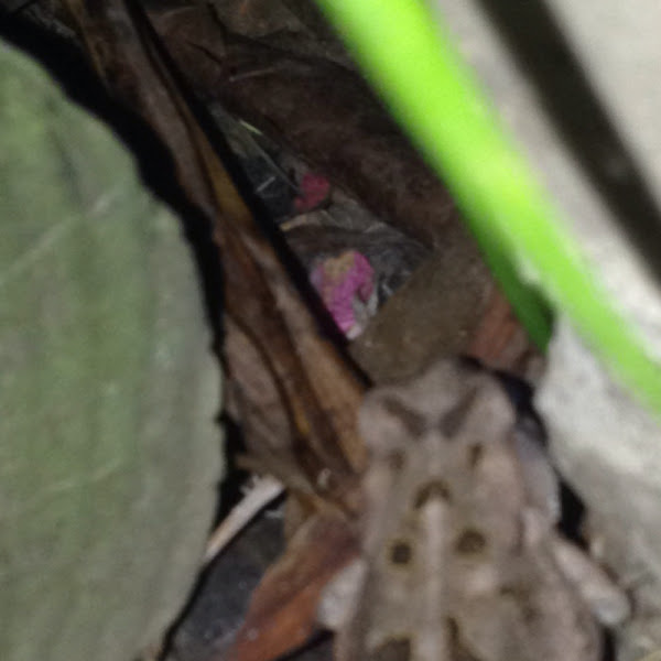 Fowler's Toad | Project Noah
