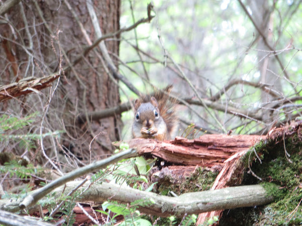 Red Squirrel | Project Noah