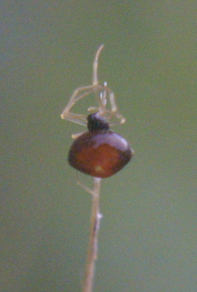 Cobweb Spider and Egg Sac | Project Noah