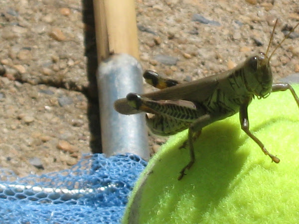 Differential Grasshopper | Project Noah