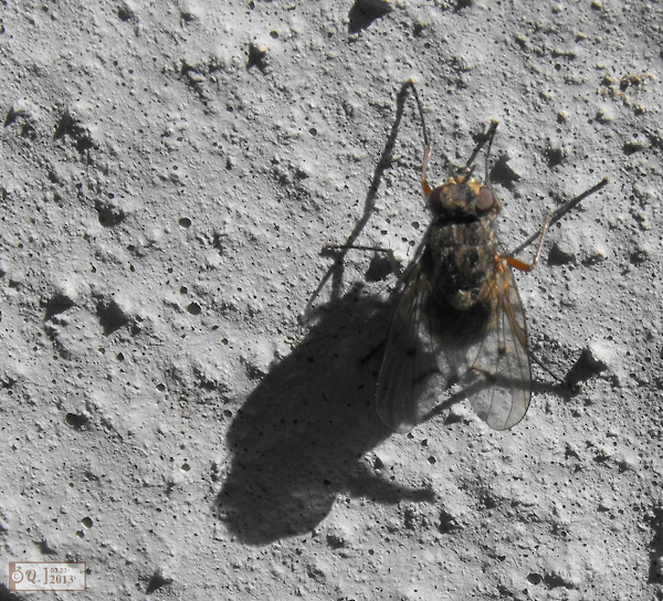 Housefly | Project Noah