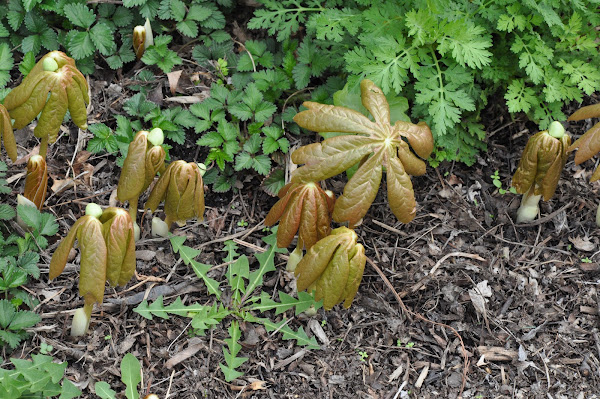 Mayapple | Project Noah