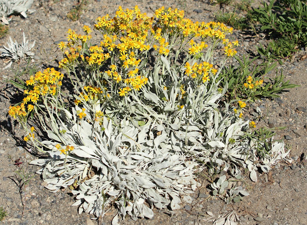 Unknown plant | Project Noah