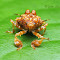 Pentatomid Shield Bug | Project Noah