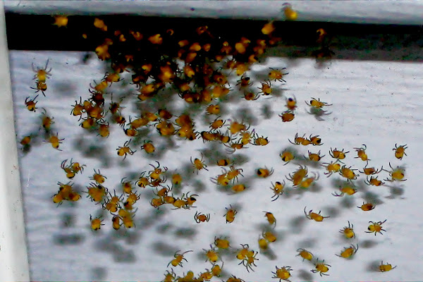 Cross Orbweaver Spiderlings | Project Noah