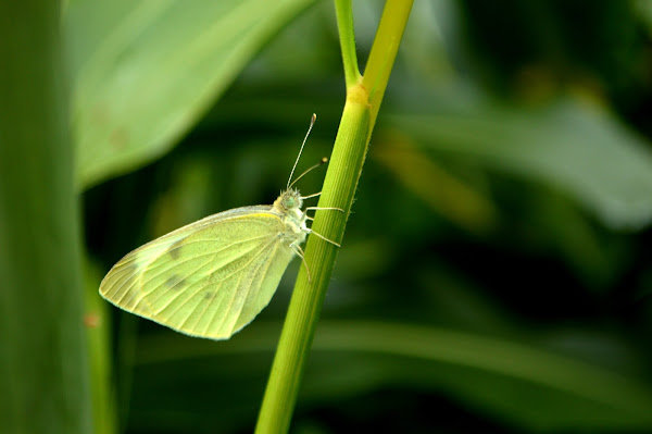 Clouded Sulpher | Project Noah