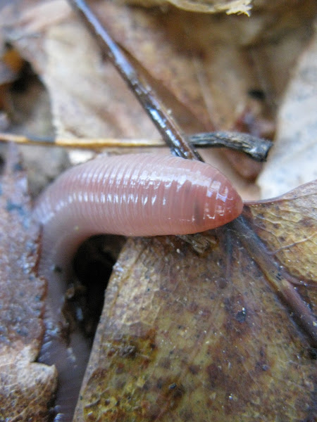 Earthworm | Project Noah