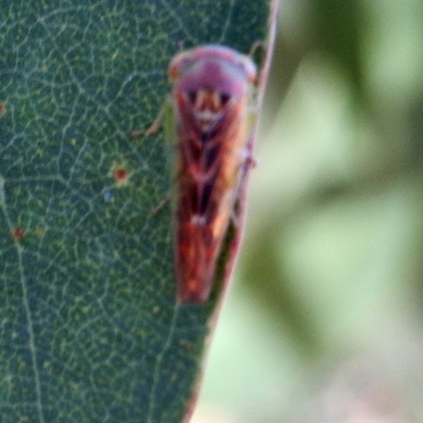 Leaf hopper | Project Noah