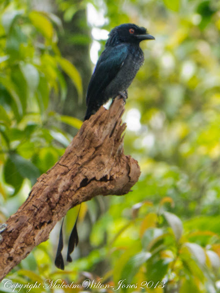 Racket-tailed Drongo | Project Noah