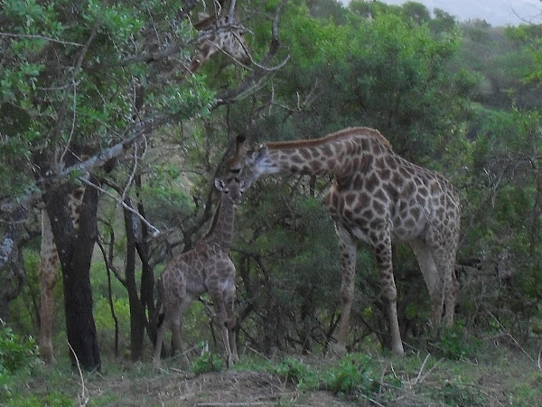 Giraffe | Project Noah