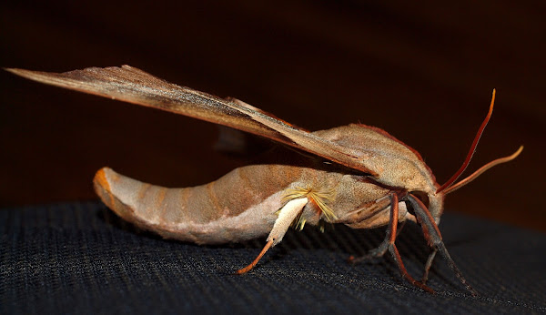 Hawk Moth | Project Noah