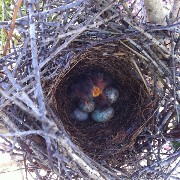Northern Mockingbird | Project Noah