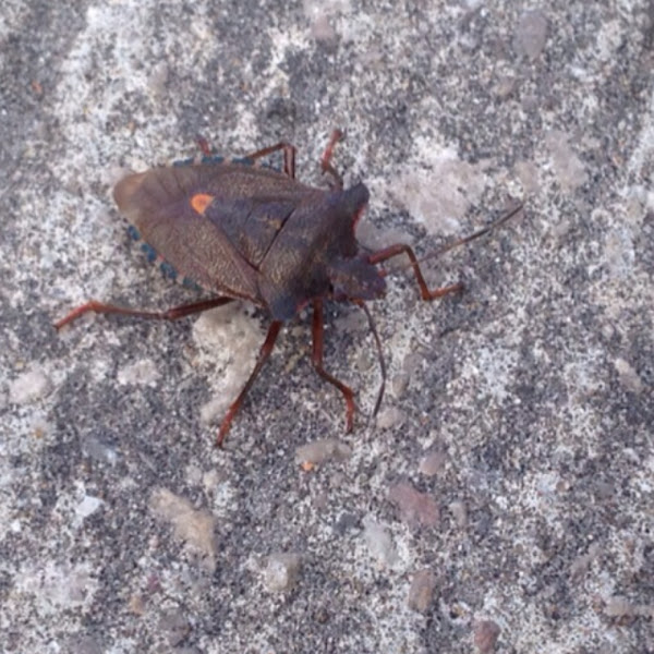 Forest Shieldbug | Project Noah