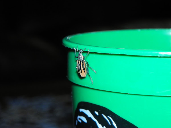 Diaprepes root weevil | Project Noah