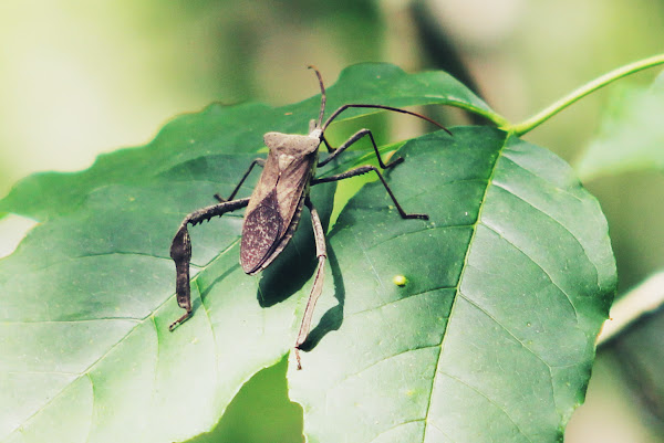 Leaf Footed Bug | Project Noah
