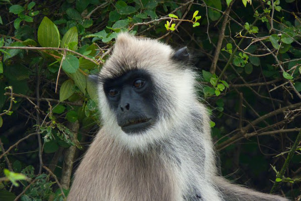 Tufted gray Langur | Project Noah