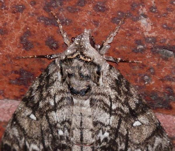 Waved Sphinx | Project Noah