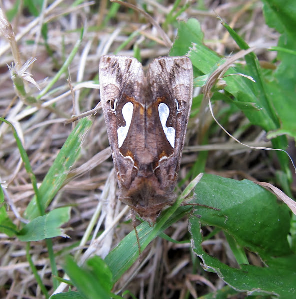 Bilobed looper | Project Noah