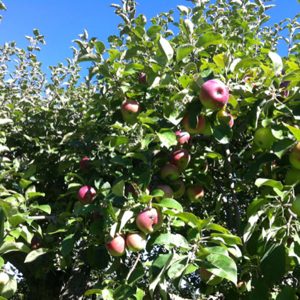 Apples | Project Noah