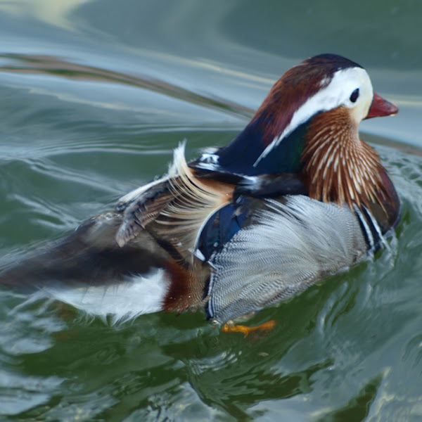Mandarin Duck | Project Noah