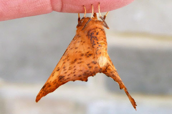 Maple Spanworm Moth | Project Noah