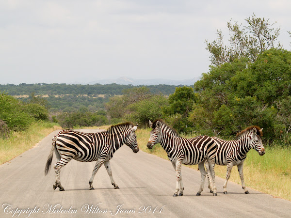 Burchell's Zebra | Project Noah