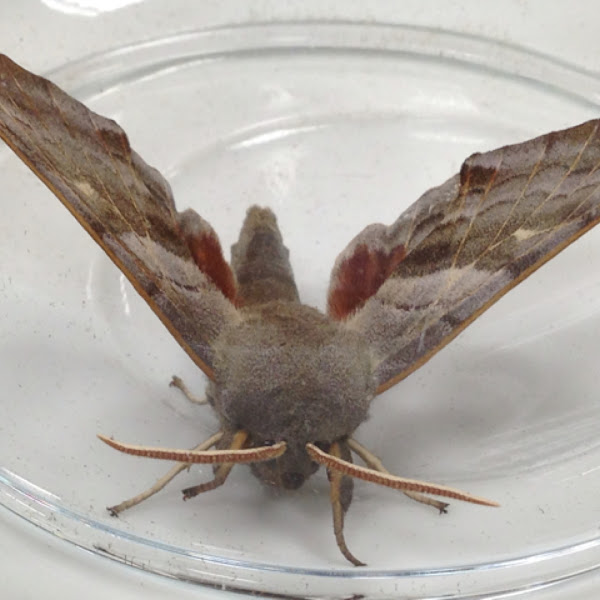 Poplar Hawk Moth | Project Noah