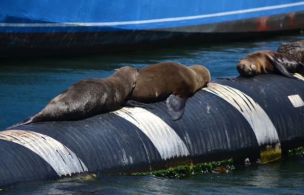Cape Fur Seals | Project Noah