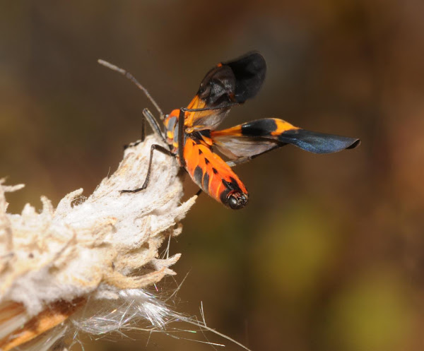Large milkweed bug | Project Noah