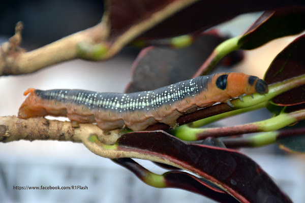 Oleander hawk moth caterpillar | Project Noah