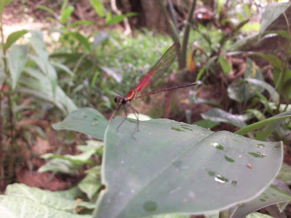 Dragonfly | Project Noah