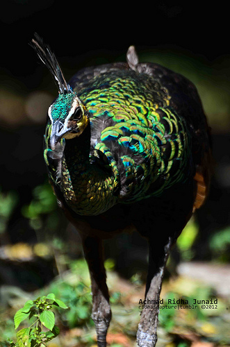 The Green Peafowl | Project Noah