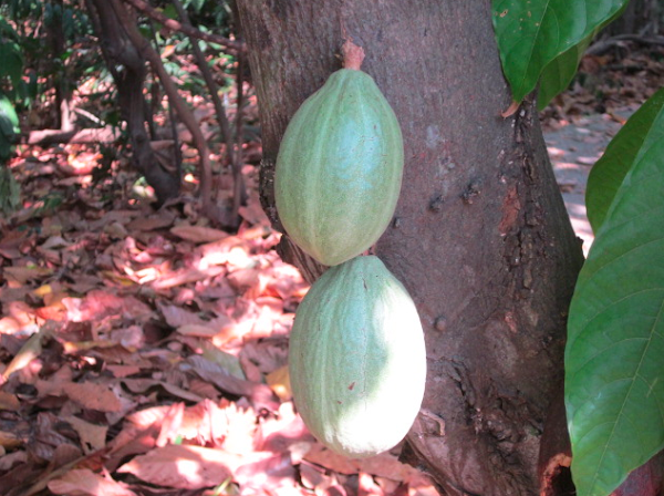 Cocoa | Project Noah