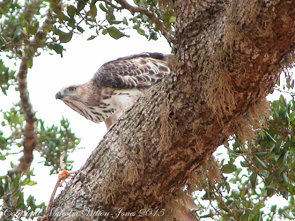 Changeable Hawk Eagle | Project Noah