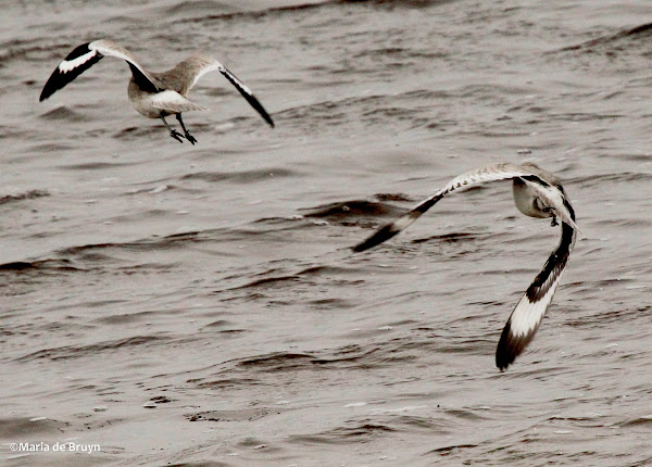 Willet | Project Noah