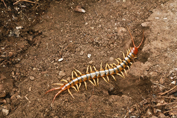 Centipede | Project Noah