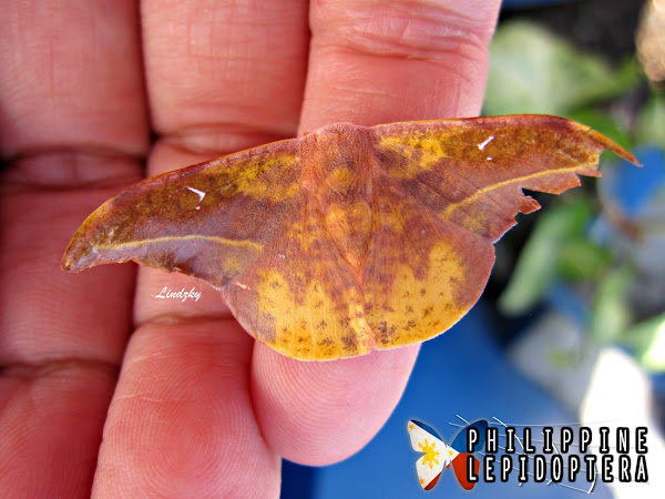 Hook-tip Moth | Project Noah