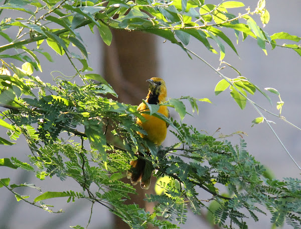 Orange Oriole | Project Noah