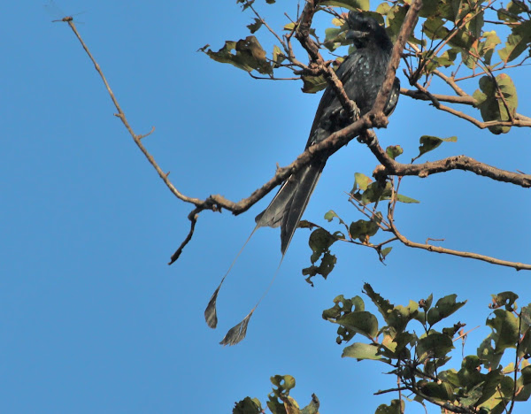 Greater Racket-tailed Drongo | Project Noah