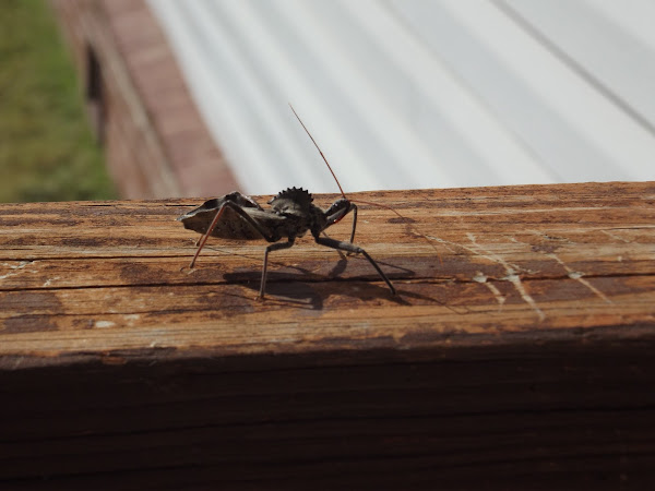 Wheel Bug | Project Noah