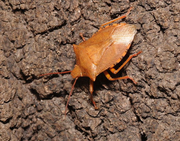 Predatory stink bug | Project Noah